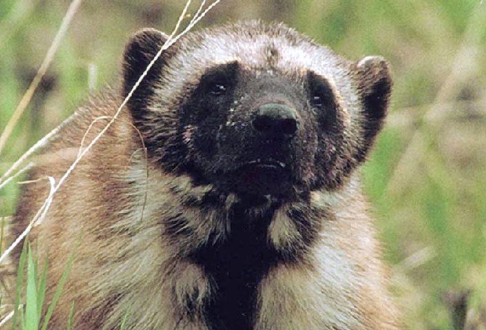 Wolverines are poised to return to Colorado. Here's what we know so far ...