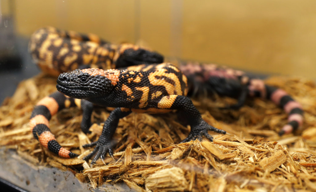 Lakewood man died from pet Gila monster's venomous bite, autopsy shows ...