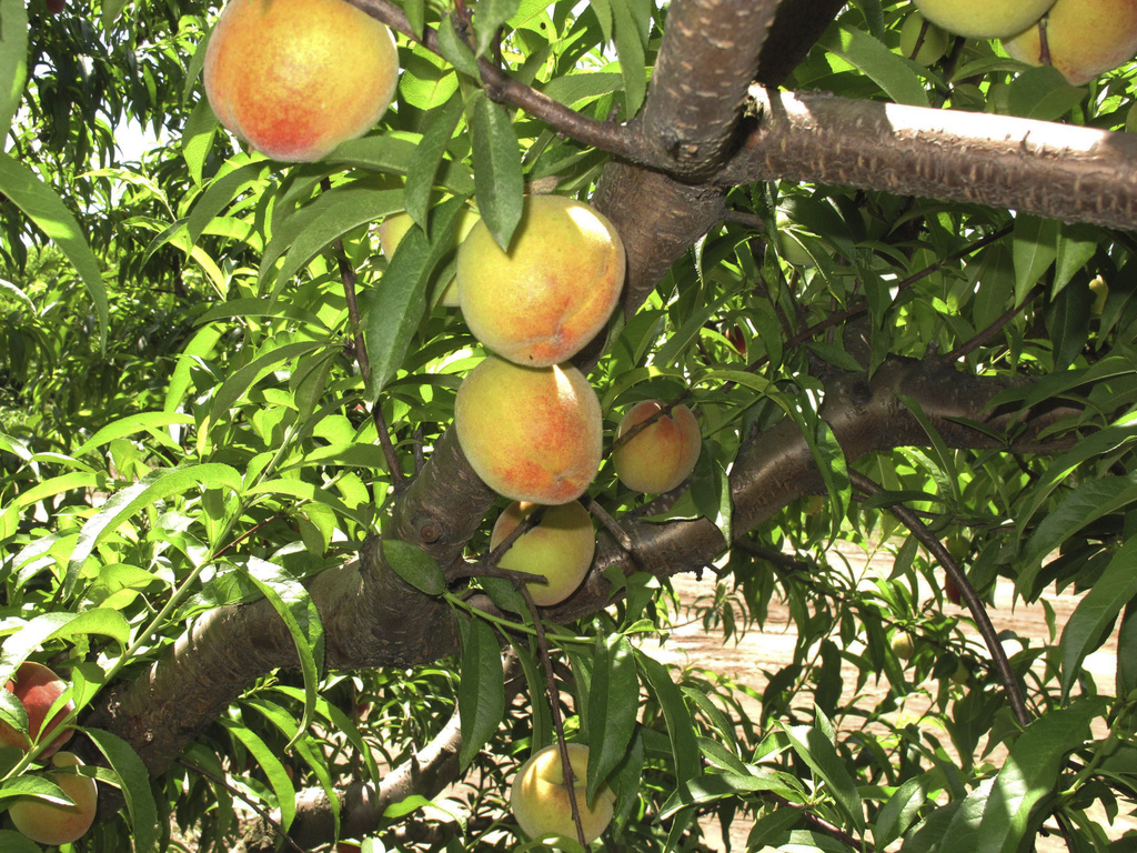 Dreaming of summer peaches? Some gardening tips for growing a peach ...