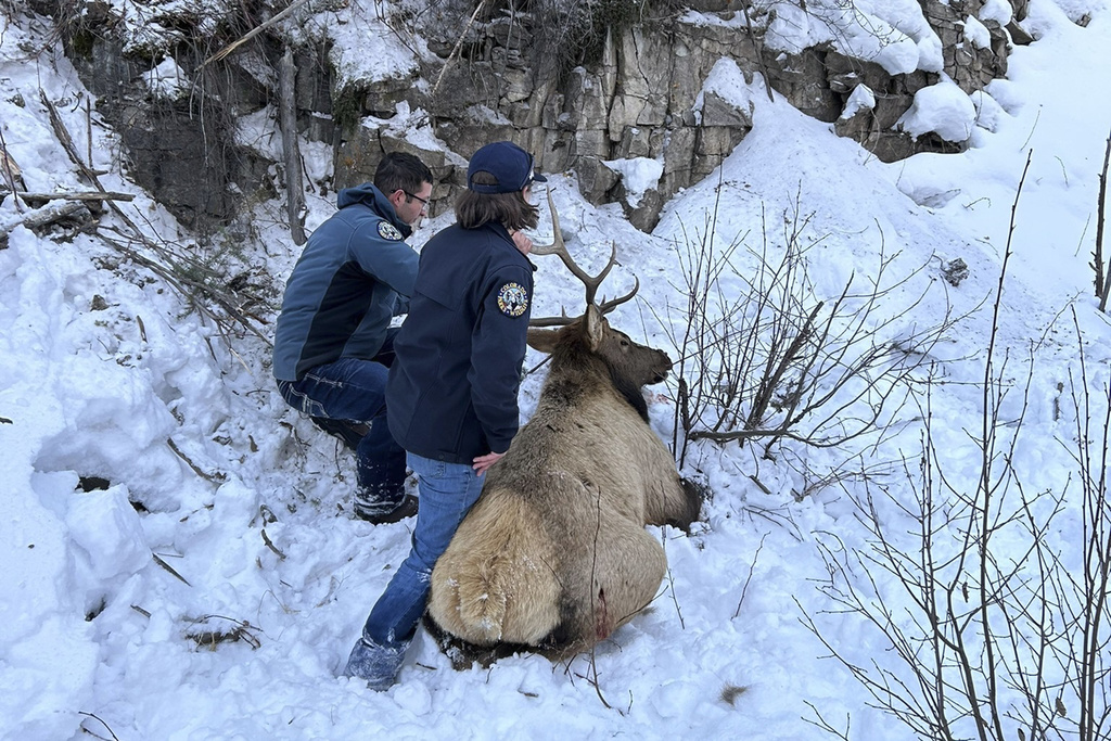 Elk on a shelf: State wildlife officials rescue elk on ice climbing ...