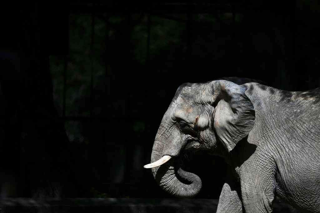 Pupy the elephant heads to a vast Brazilian sanctuary after 30 years in ...