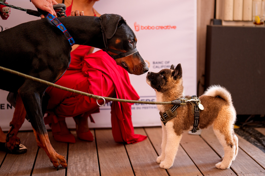 A round of a-paws for 'La Perra,' winner of the Palm Dog award at ...