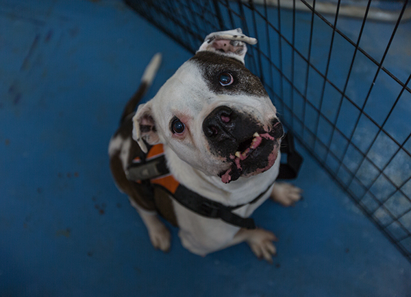 Aurora voters to determine fate of city pit-bull ban — again - Sentinel ...